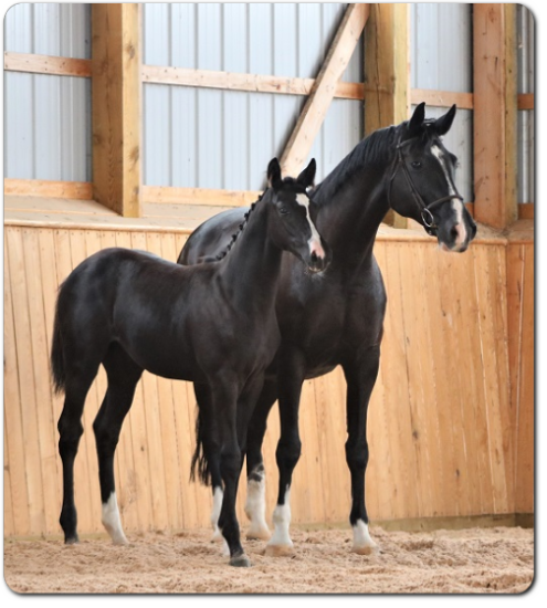 Abby Rode - Pennylane Farms